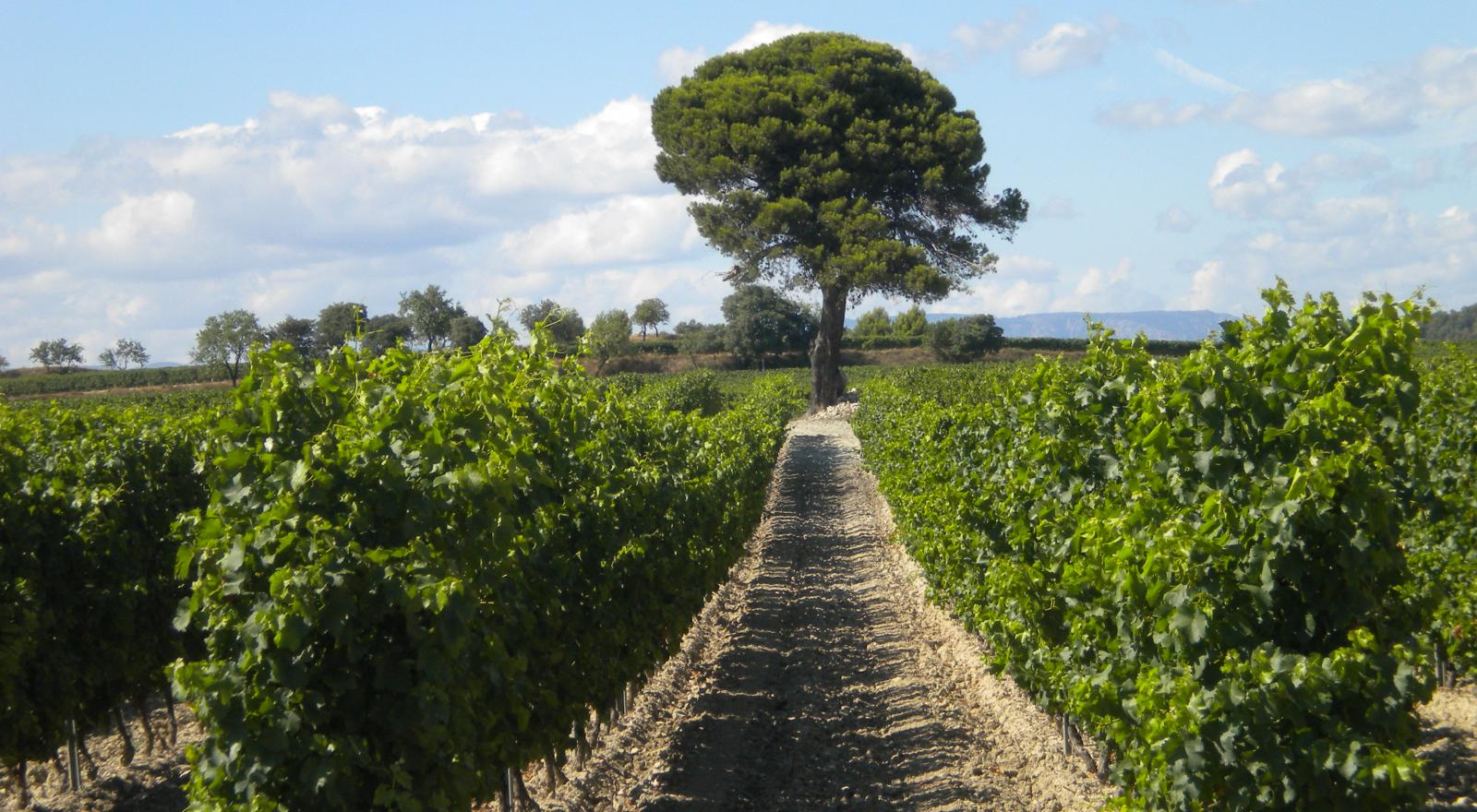 Oupia | Novasol-Moerland